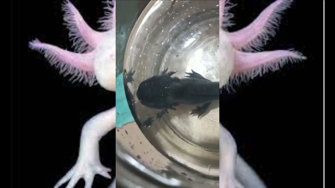 Ajolote comiendo - YouTube