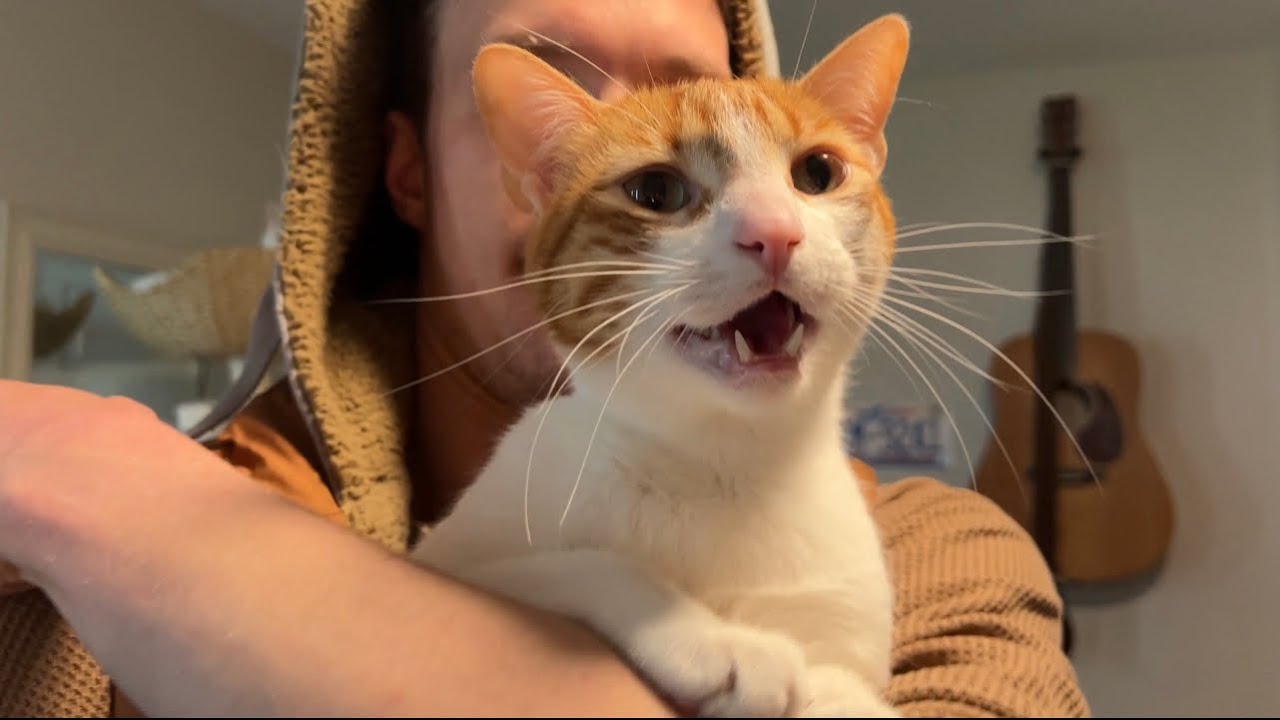 The Wisdom of Dave (Orange Cat Meow Compilation) - YouTube