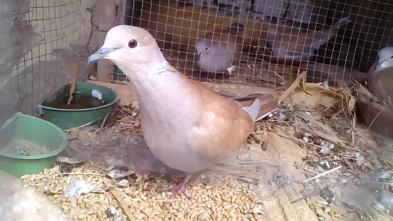 Khumry K 2 Breeder Pair Separate Cage Me Rakhy Aur Unki Progress in ...