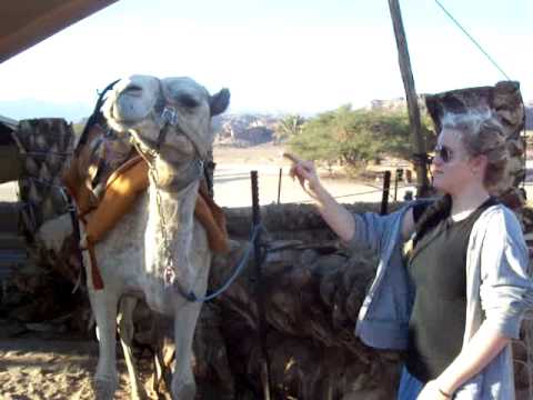 Funny Scary camel - YouTube