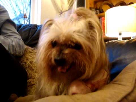 Talking yorkie and her big bone - YouTube