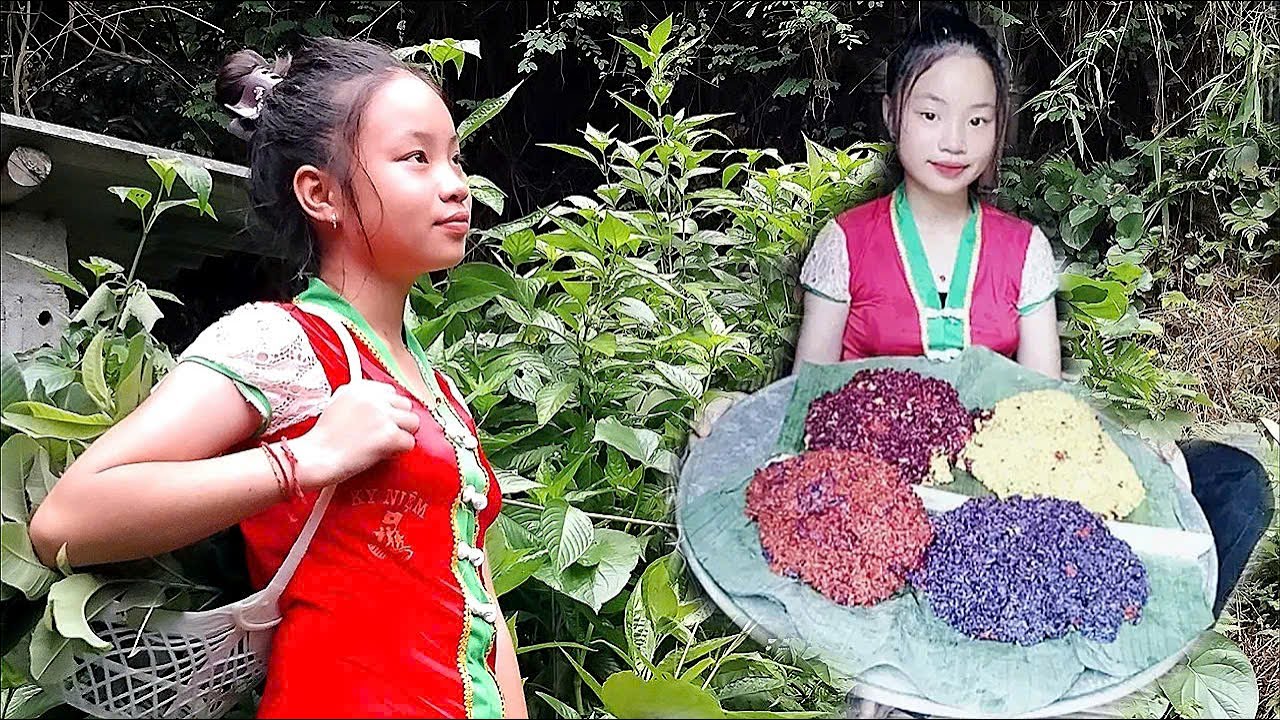 Five-color rice is colored by the girl from the leaves of the beautiful ...