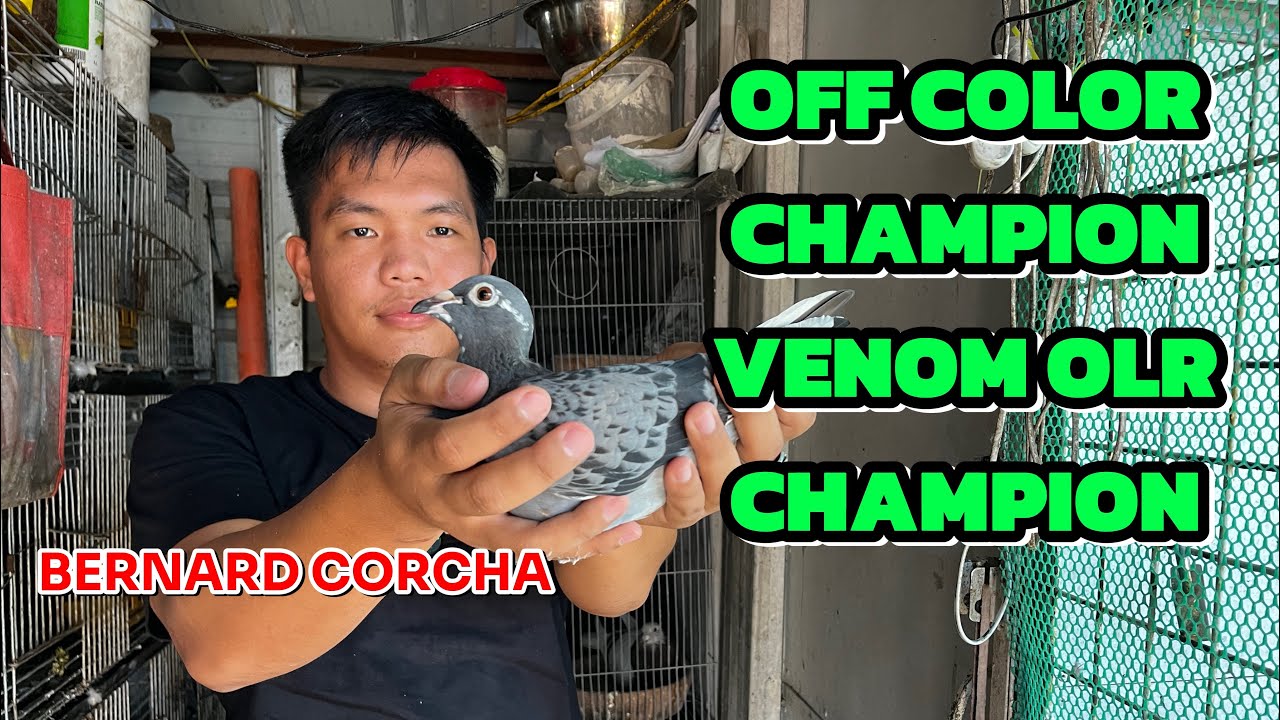 Secrets of Racing Pigeon “Bernard Corcha” Off Color & Venom OLR ...