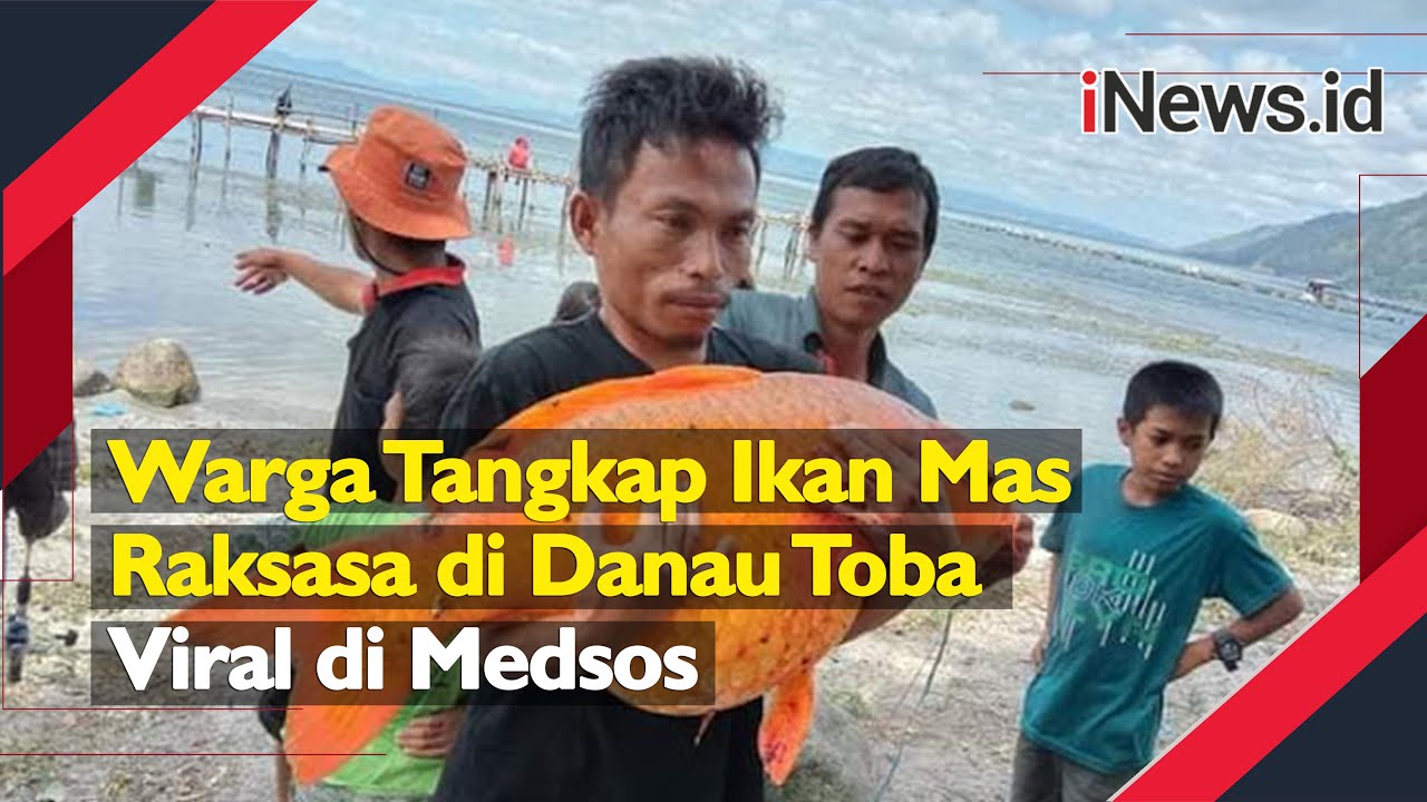 Video Warga Tangkap Ikan Mas Raksasa di Danau Toba, Viral di Medsos ...