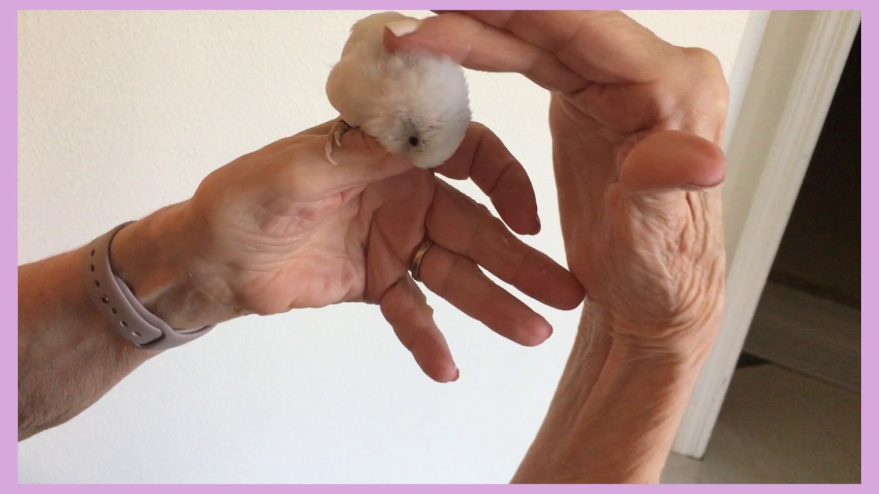 Fly Babies Aviary - White Parrotlet - YouTube