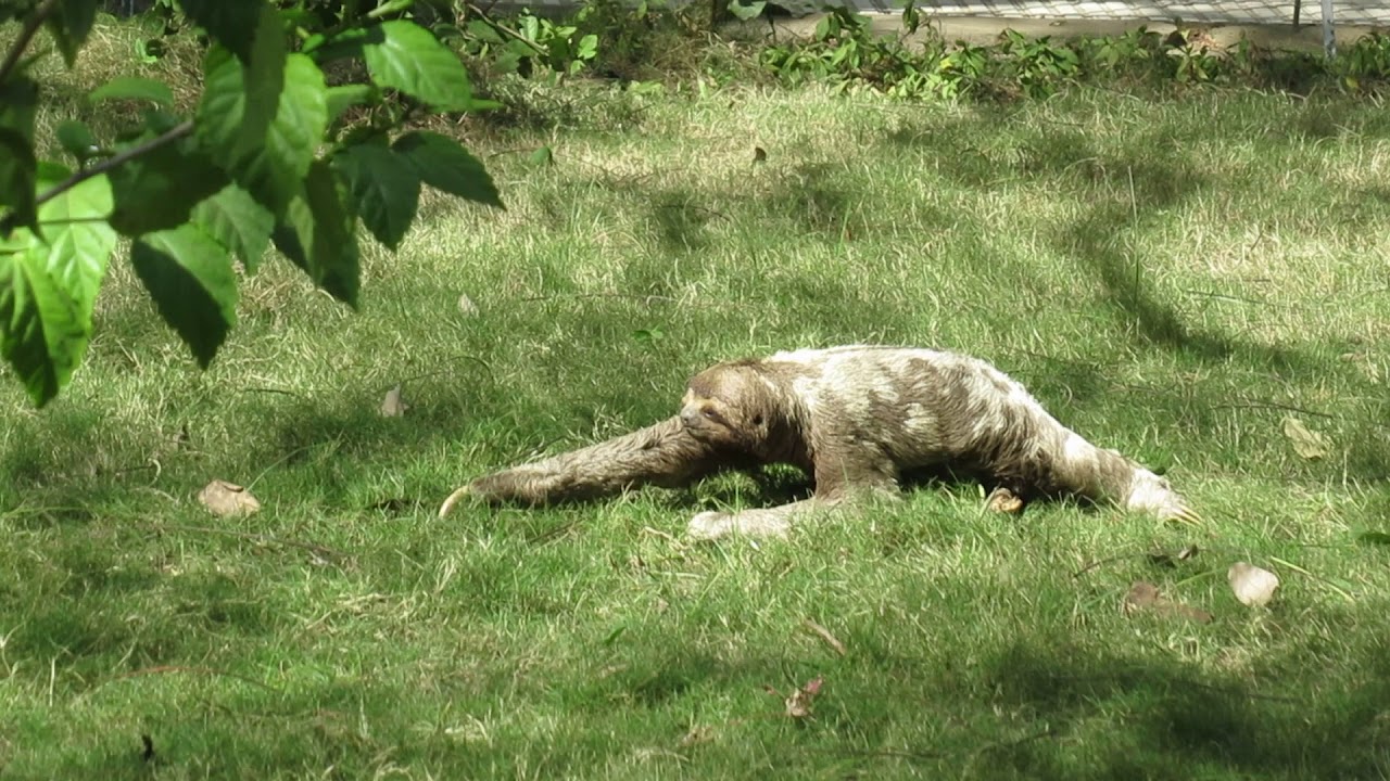 Sloth in Trinidad main square, Bolivia - video 2 - YouTube