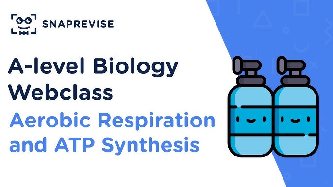 Aqa Alevel Biology Respiration Revision Teaching Resources
