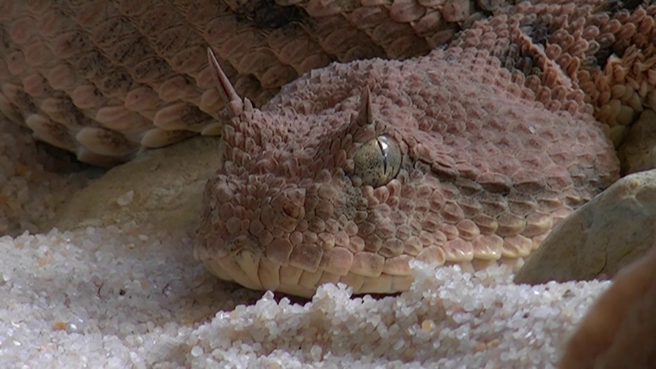 Free Stock Footage | Snake close up Video (Full HD) - YouTube