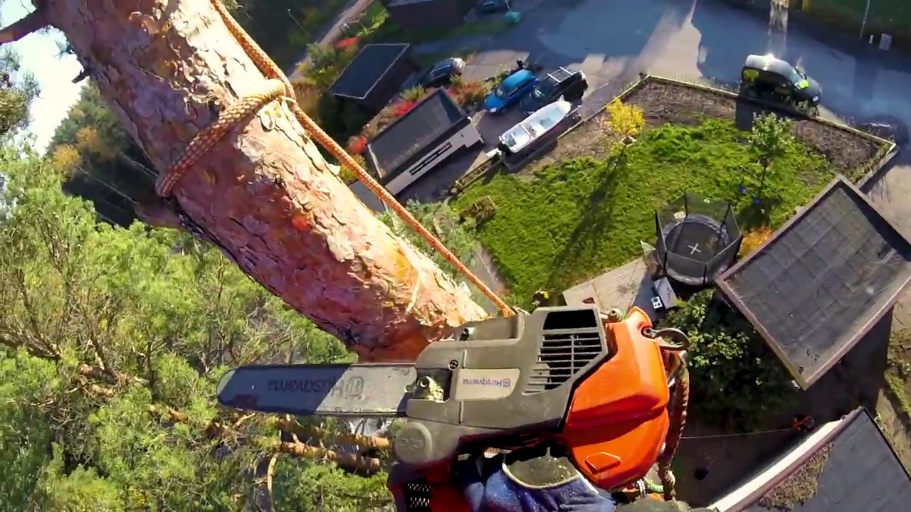 Arborist rigging pine top Husqvarna T540XP [Teaser] - YouTube