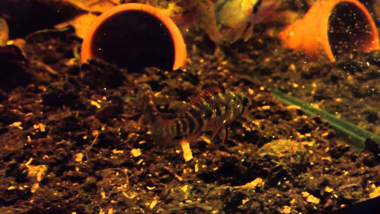 Apistogramma sp vielfleck 2 mois. - YouTube
