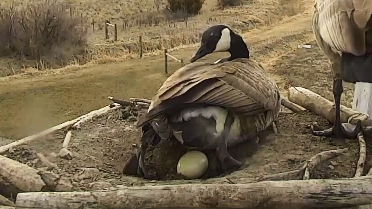 2020-04-07 Goose lays egg on osprey nest! | Geese chase intruding geese ...