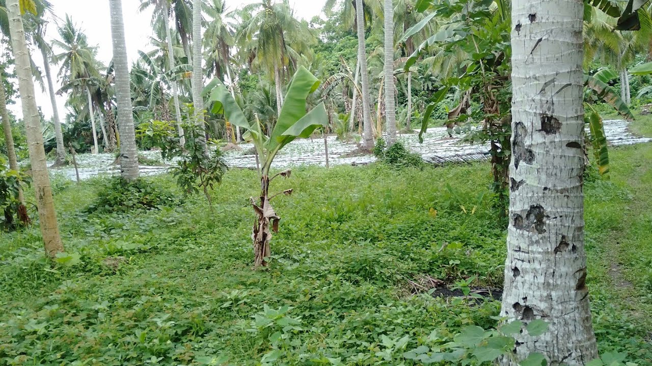 puno ng niyog/coconut trees/taniman ng talong/eggplant farm ...