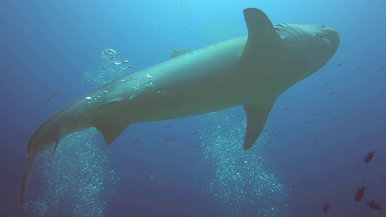 Fiji shark dive Feb 2020.1 - YouTube
