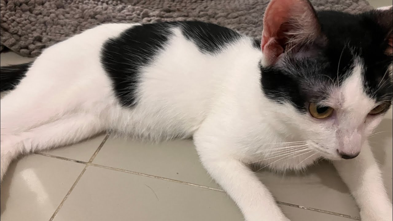 This Is Showing How They Really Love Each Other Mama Cat & Kitten (Bea ...