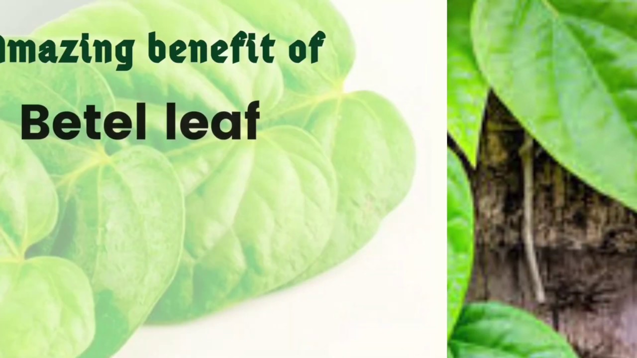 Benefit of Betel Leaves !!!!!! Help your life !!!!! Daun Sirih - YouTube