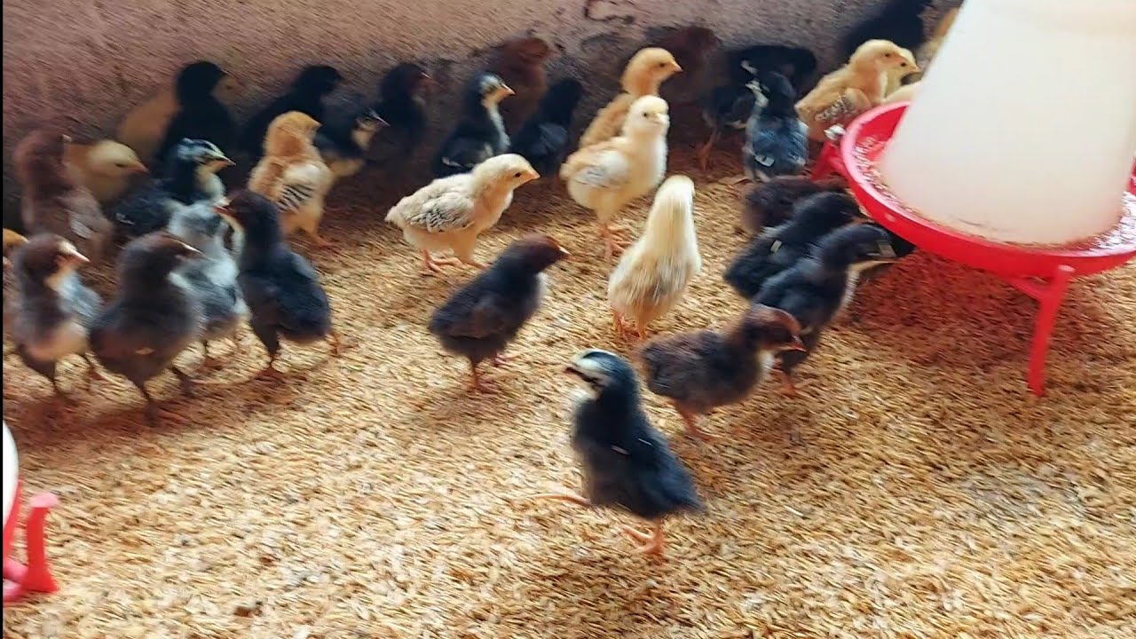 kartik poultry farm | 6 day kaveri gavran chicken farm ...