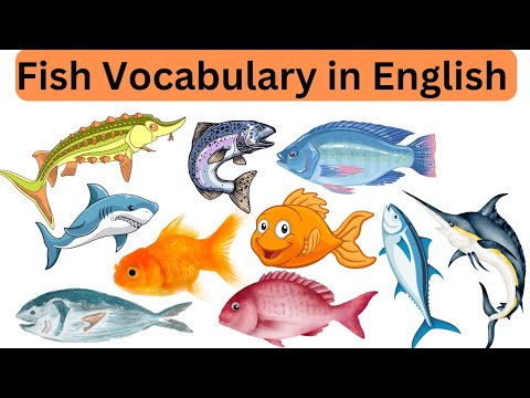 Vocabulary: Fish Names with pictures in English | Aquatic Animals ...