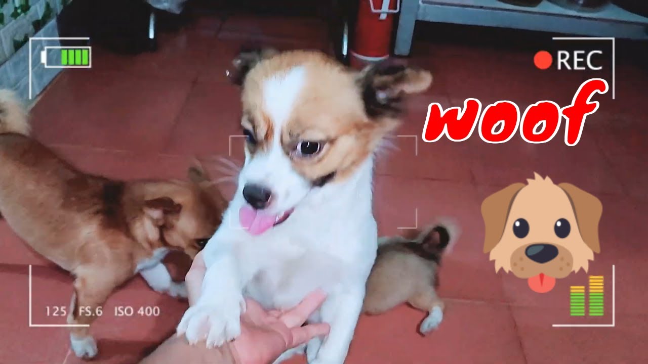 Mimi and Her Cute Puppies React When Owner Back Home 3 | Viral Dog ...