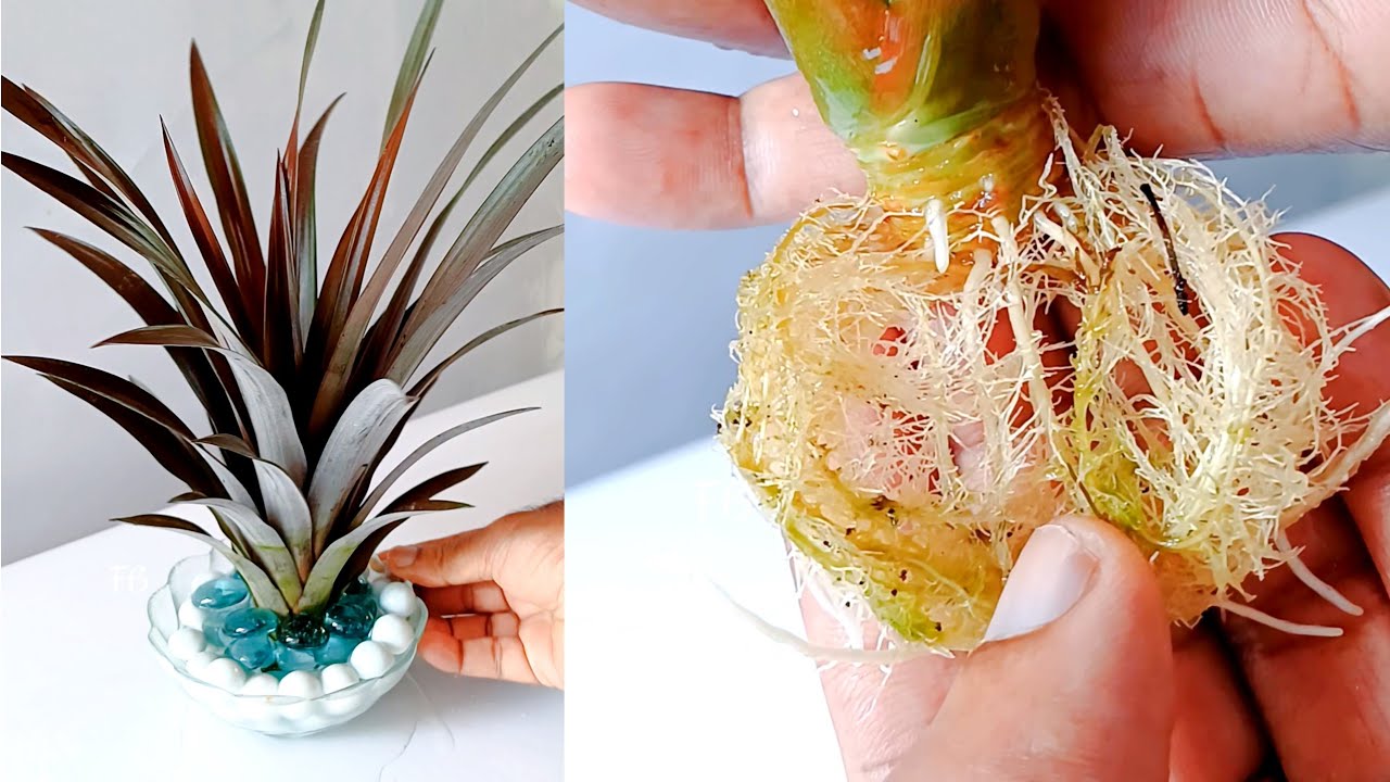 Pinapple Plant Decoration Indoor with Pebbles DIY - YouTube