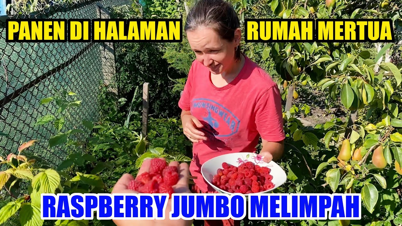 PANEN PERTAMA ‼️ RASPBERRY JUMBO DI HALAMAN RUMAH MERTUA ⁉️ - YouTube