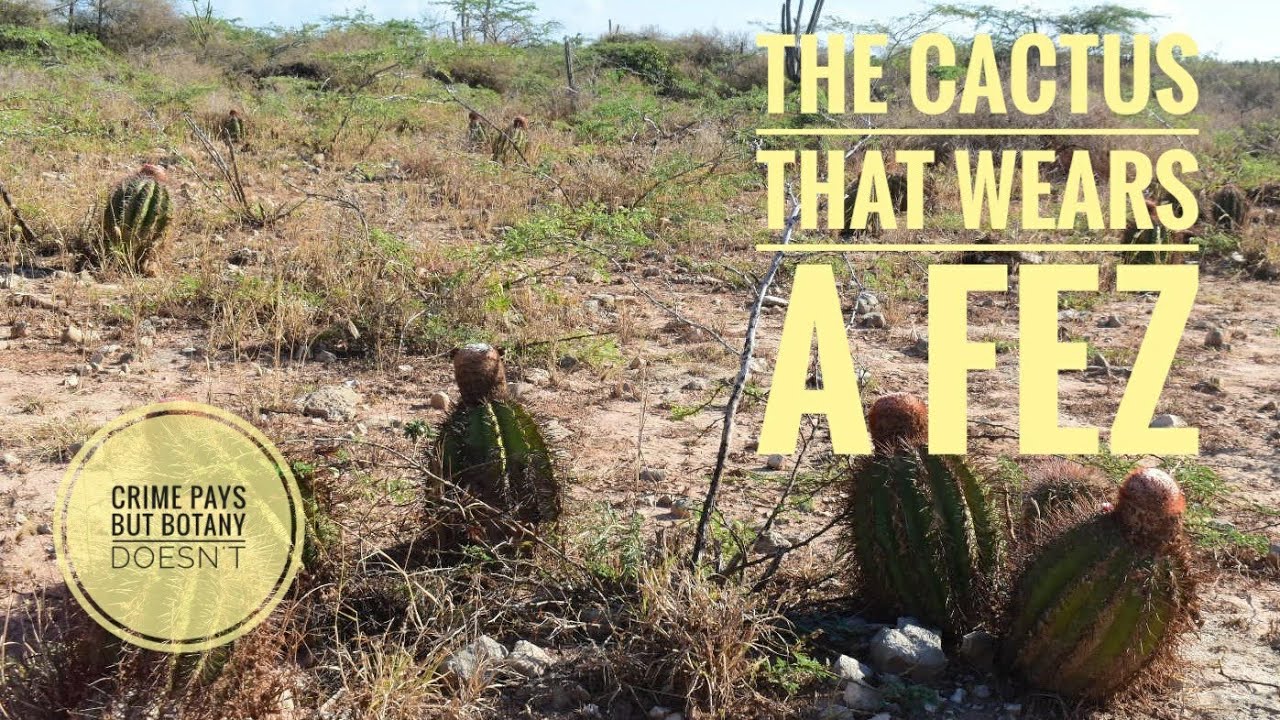 The Cactus That Wears a Fez - YouTube