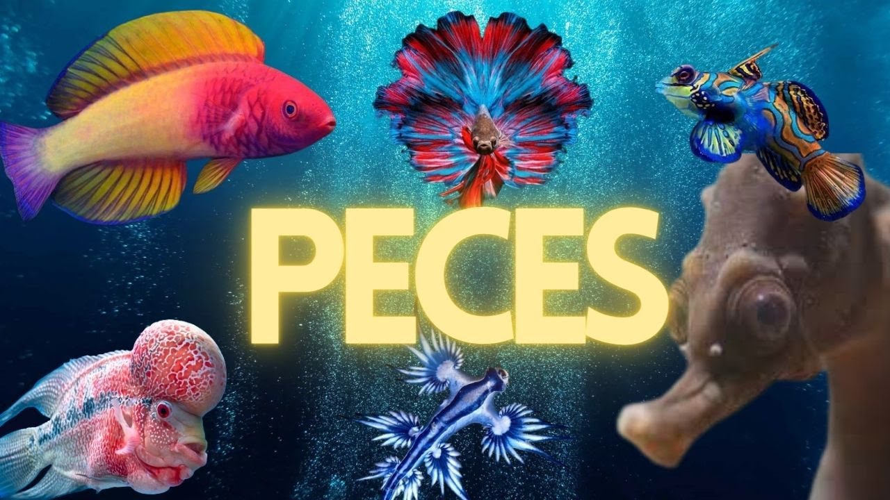 Datos interesantes sobre los peces | ANIMALES EXÓTICOS - YouTube