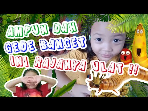 Geli geli lihat raja ulat, gede banget. Mirip sama Larva yang di cartoon ternyata.
