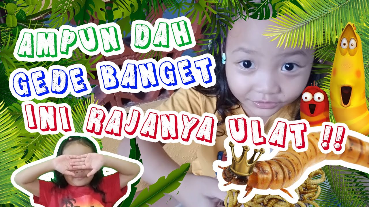 Geli geli lihat raja ulat, gede banget. Mirip sama Larva yang di ...