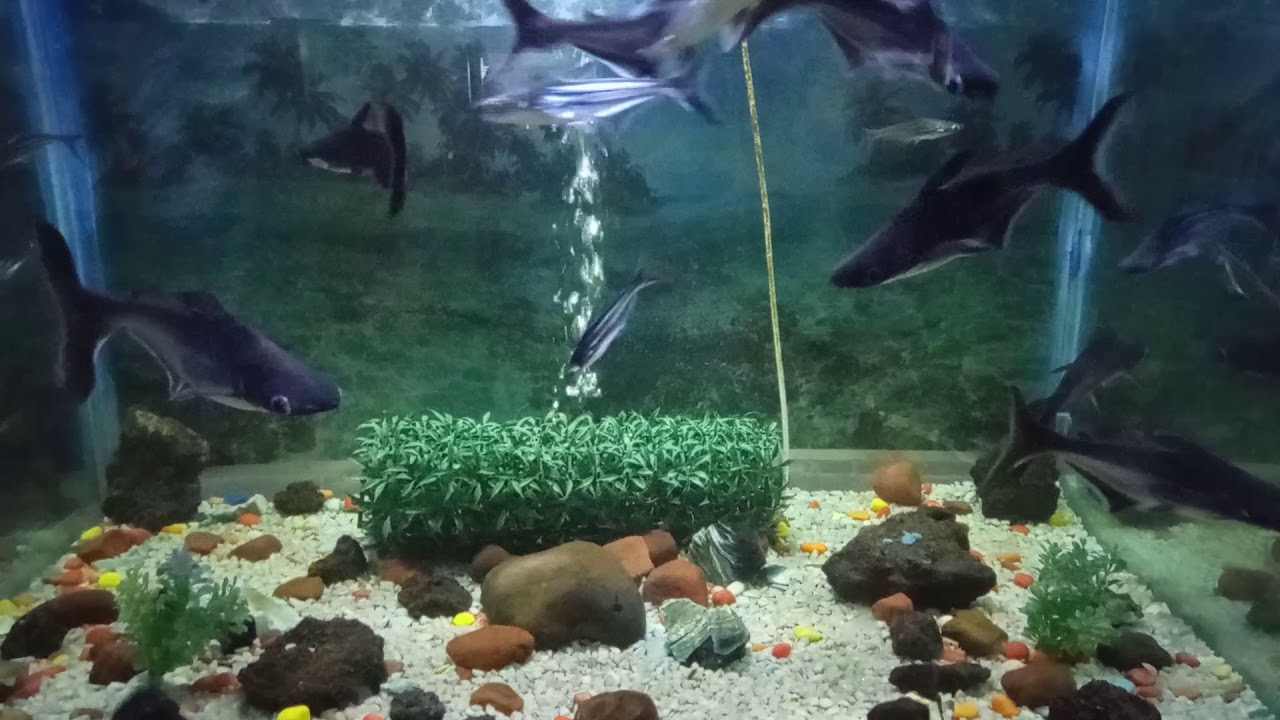 Lucknow Zoo Fish Aquarium - YouTube