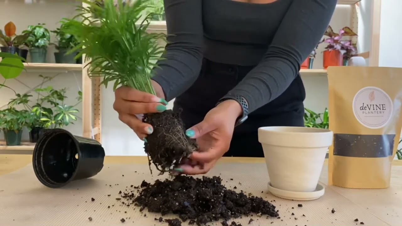 Parlor Palm Repotting - YouTube