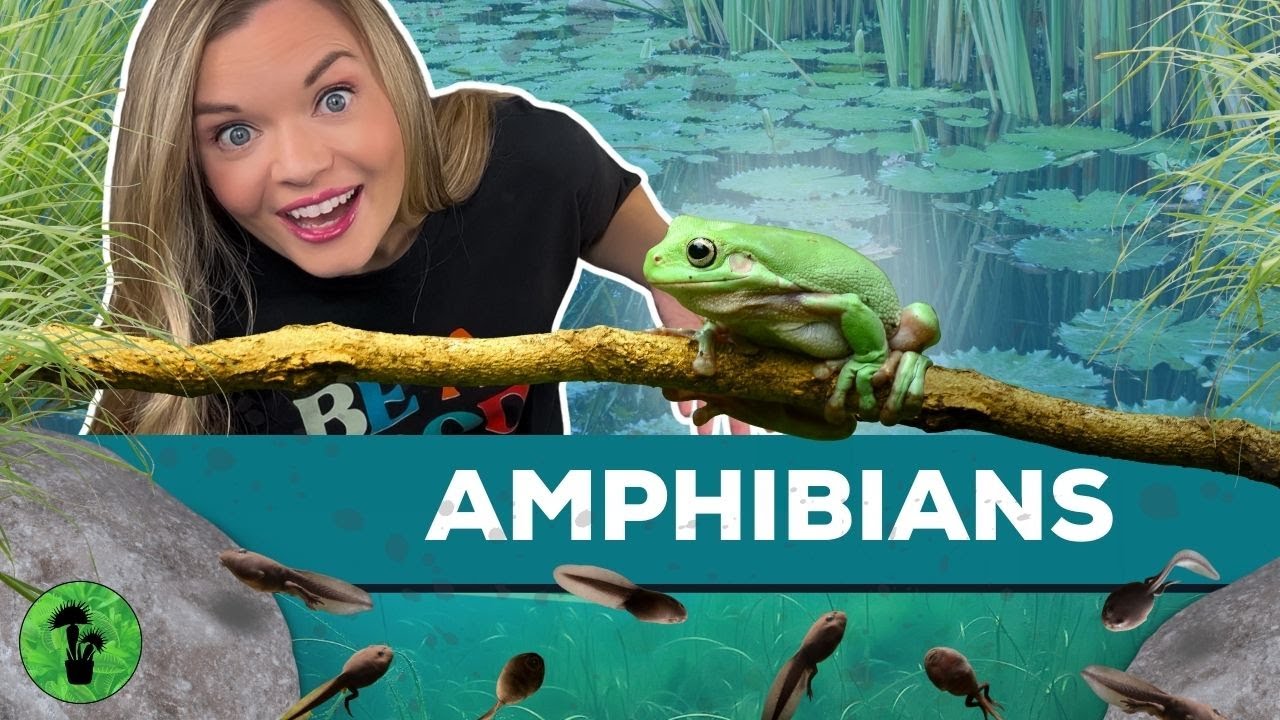 All About Amphibians | Life Cycle & Adaptations - YouTube