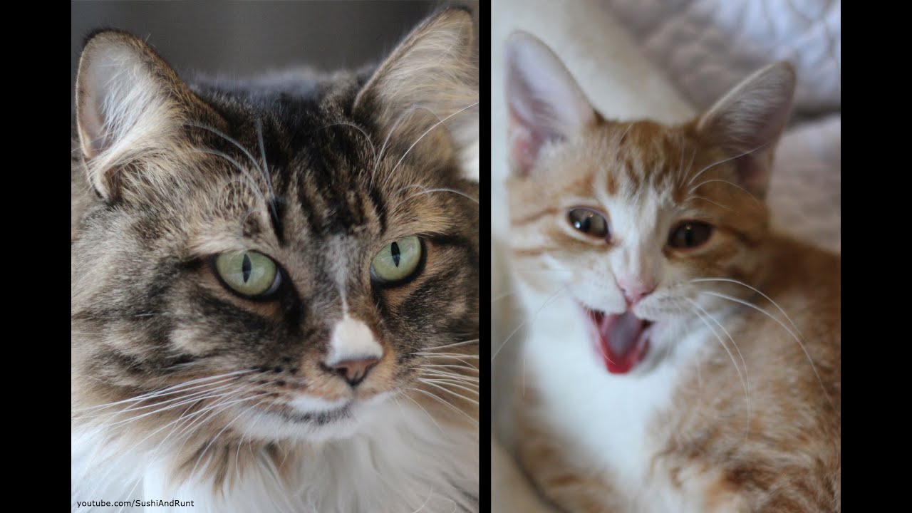 Funny Cats and Kitten Flashback Clips & 2016 Calendar ! - YouTube