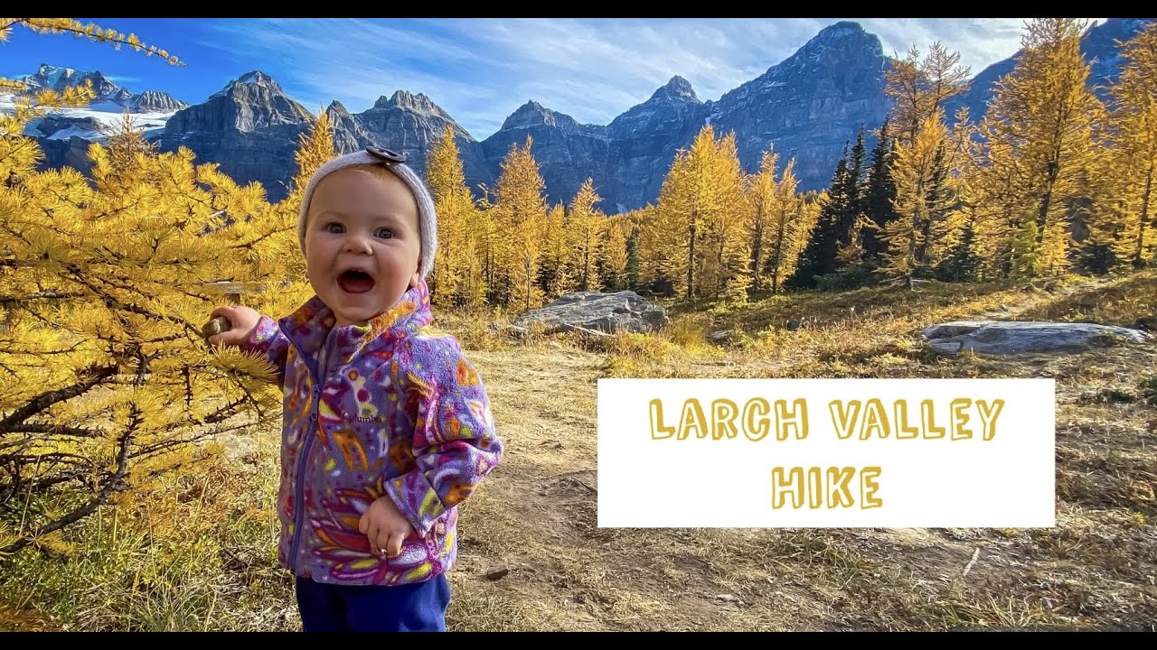 Larch Trees in Banff National Park! (Hiking Larch Valley) - YouTube