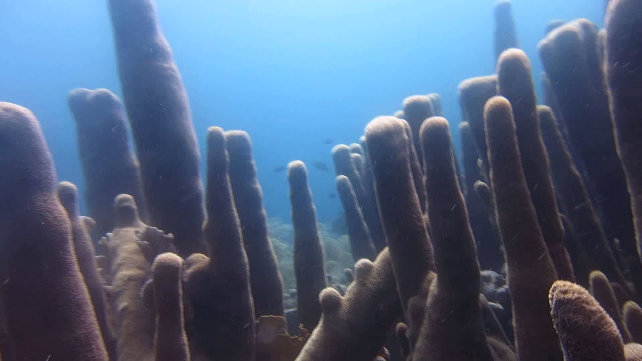 BMC Ecology: Pillar coral – Close-up - YouTube