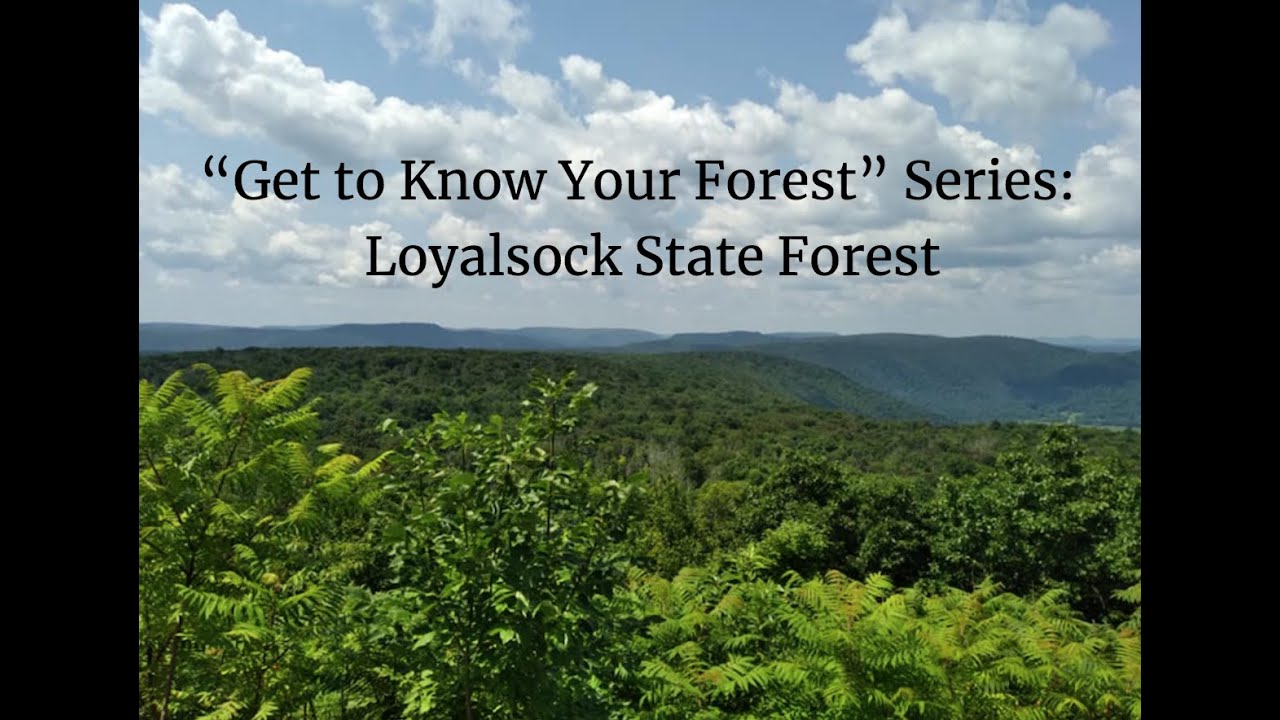SPF: "Get to Know Your Forest" Series: Loyalsock SF - YouTube