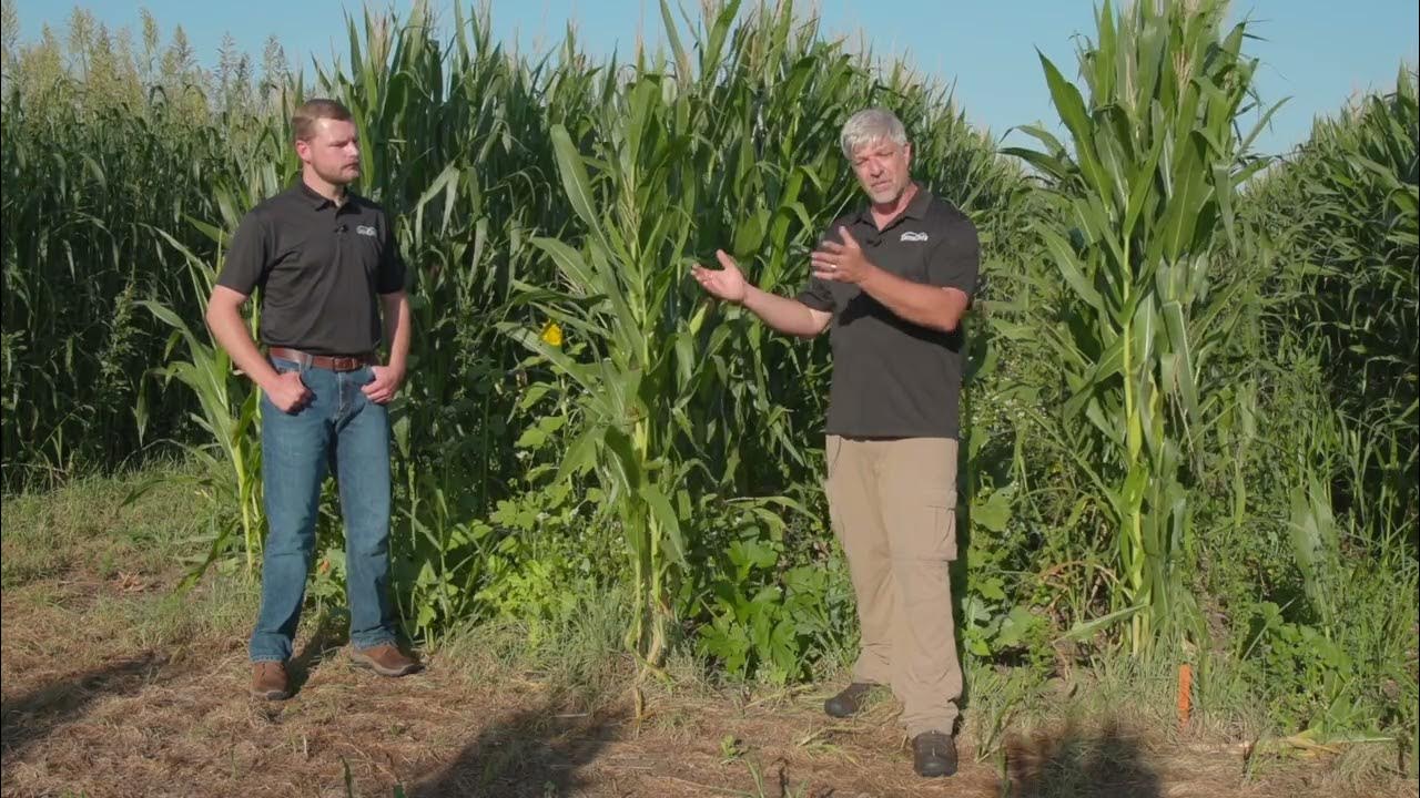 Corn Inter-seeding Trials - YouTube