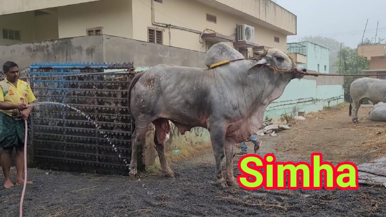 Simha RK gari bull vetapalem.... - YouTube