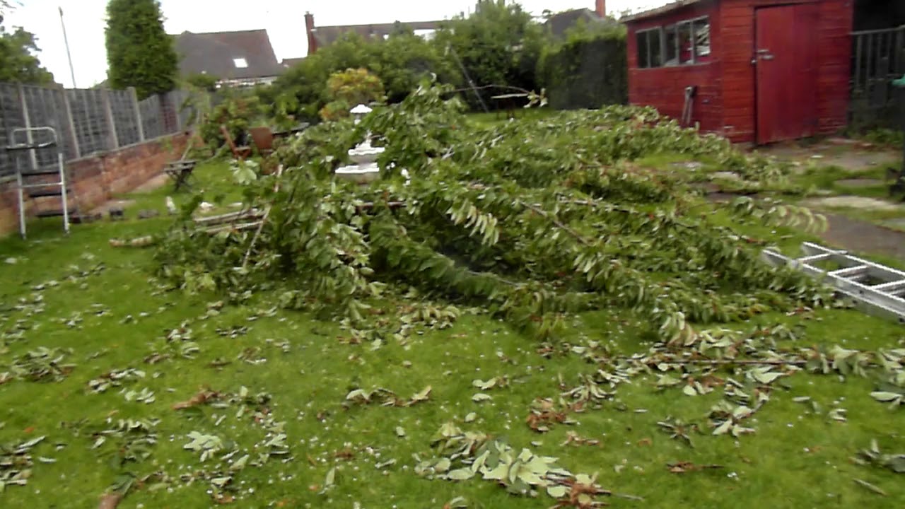 welsh tree - YouTube