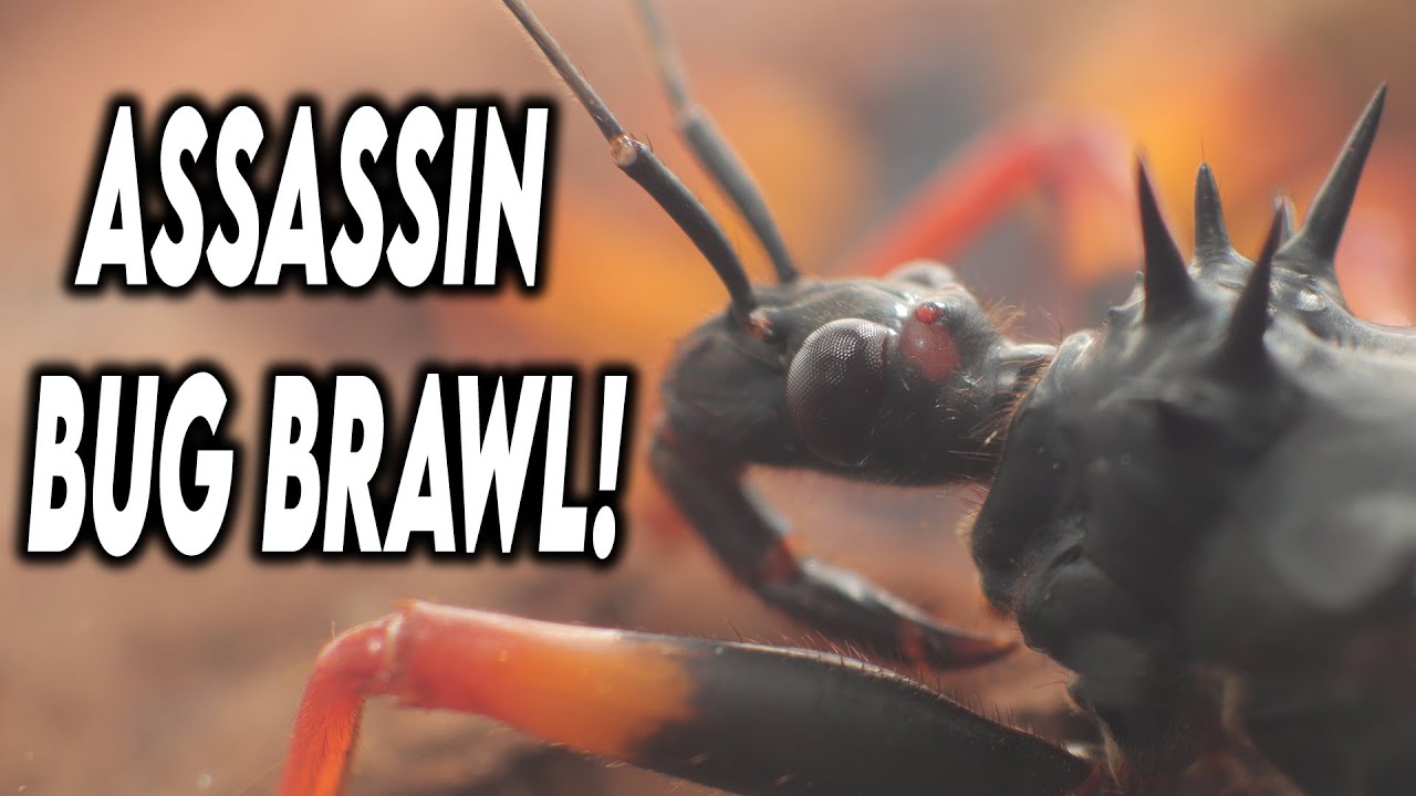Assassin Bugs need an even BIGGER enclosure! [REHOUSE] - YouTube