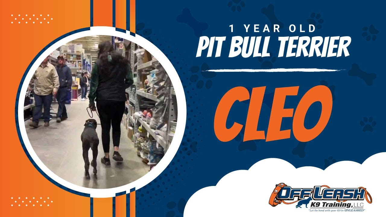 Pit Bull Terrier, 1 Year , Cleo | Best Dog Trainers Thornburg | Off ...