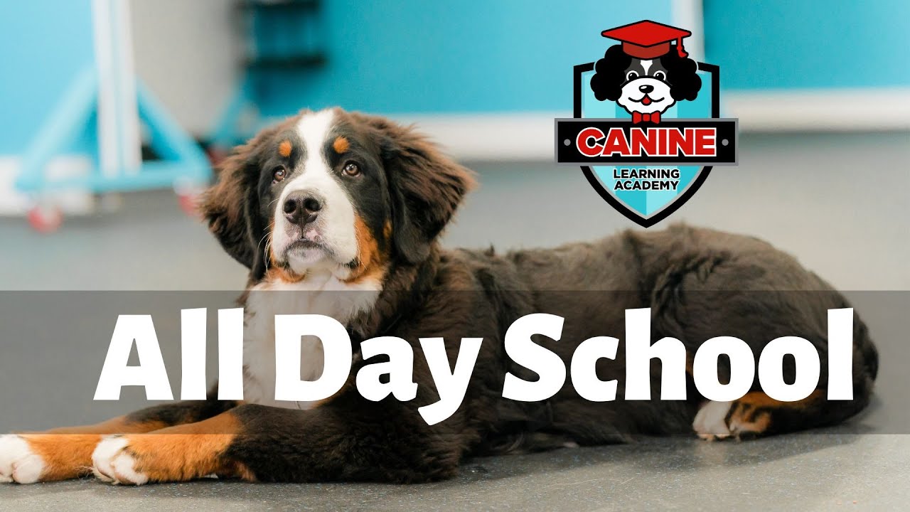 Canine Learning Academy -All Day School for Dogs in Huntington Beach ...