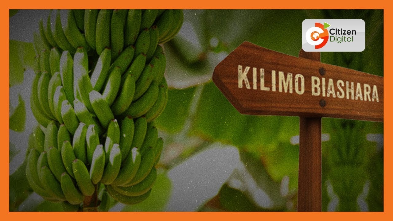 KILIMO BIASHARA | Tunaangazia kilimo cha ndizi za kupika na kukaanga ...