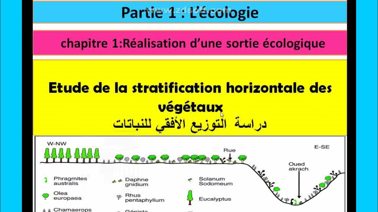 La stratification horizontale des végétaux,la sortie écologique tronc ...