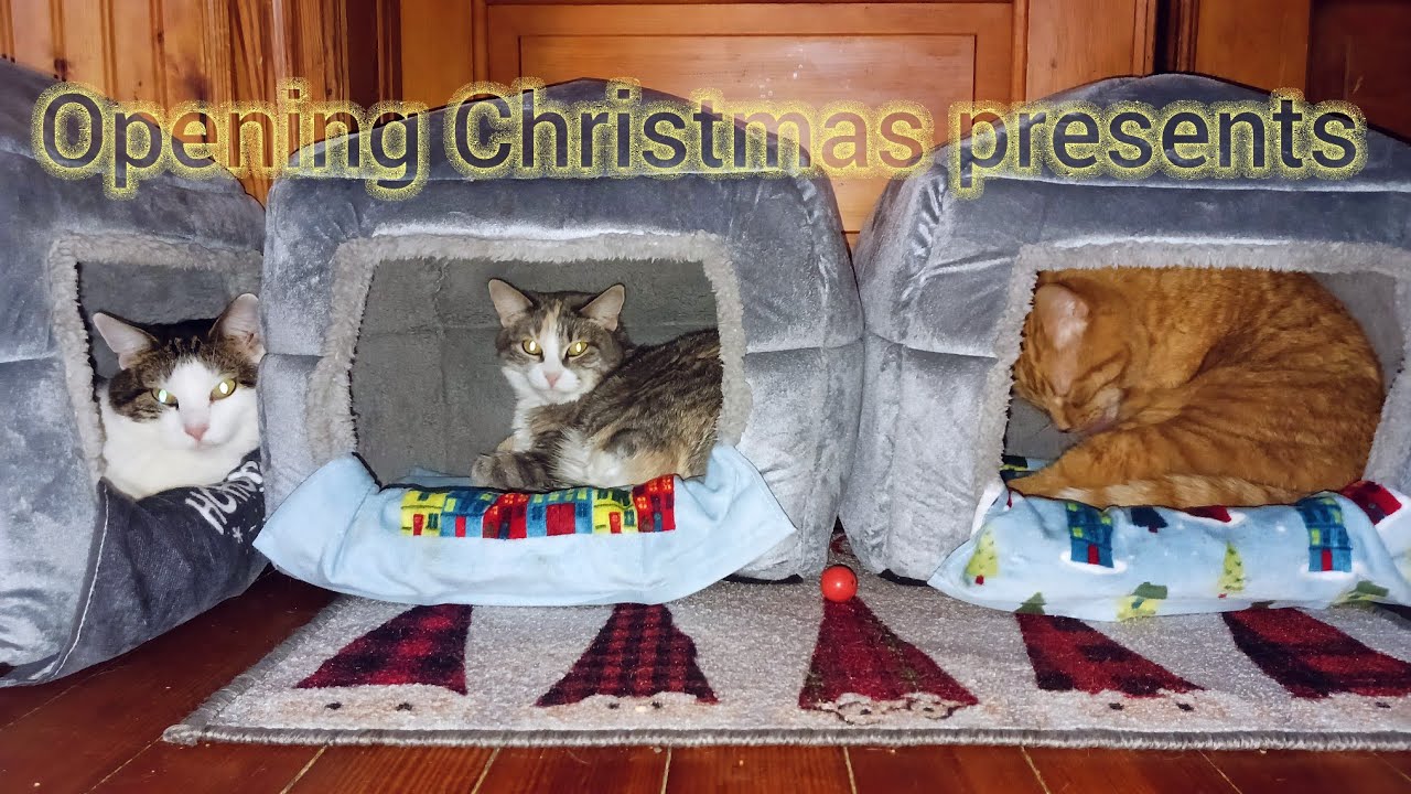 Opening Christmas presents with Kiowa and Cats (full version) - YouTube