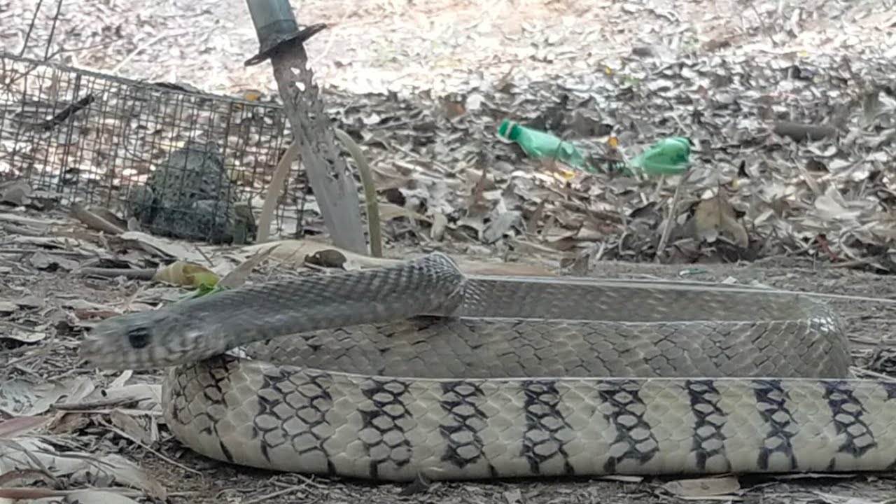 DIY Underground snake traps built from deep pits, chicks and tank lids ...
