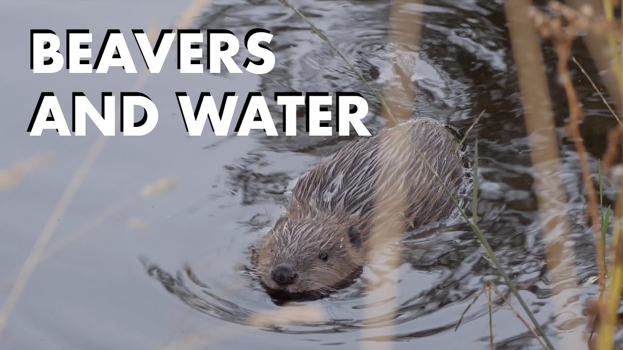 Beavers and Water - YouTube