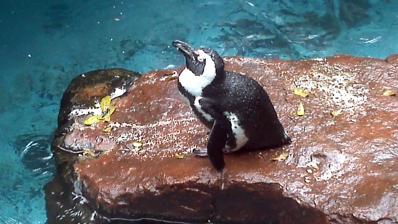Penguin falling asleep - YouTube