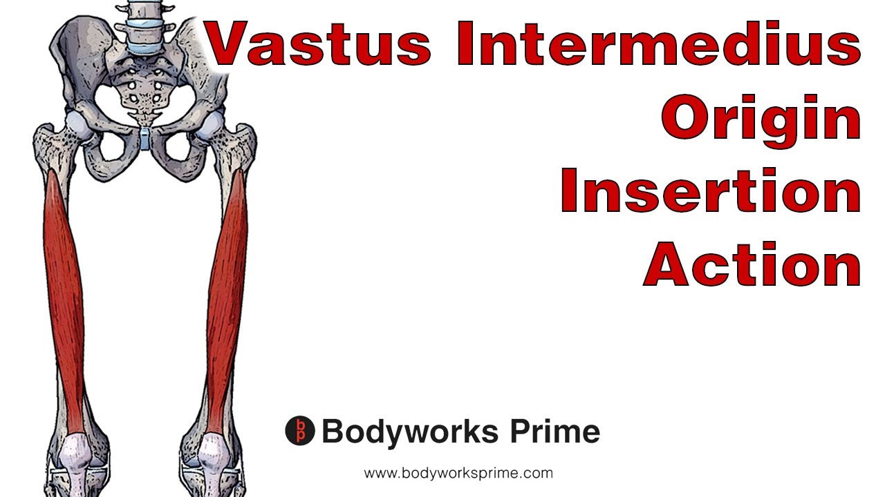 Vastus Intermedius Anatomy: Origin, Insertion & Action - YouTube
