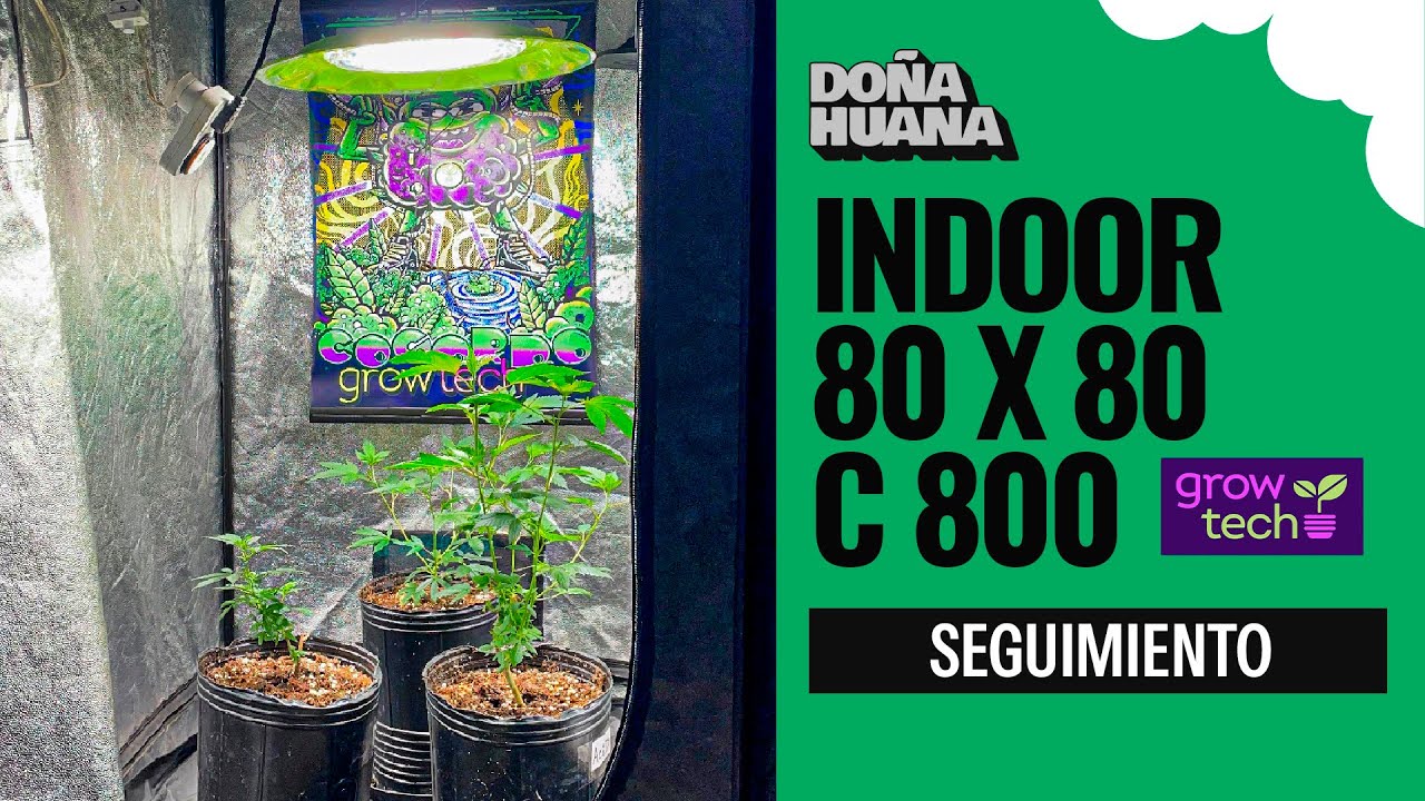SEGUIMIENTO PRUEBA DE LED // INDOOR 80X80 - LED C800 GROW TECH - SEGUIMIENTO COMPLETO - YouTube