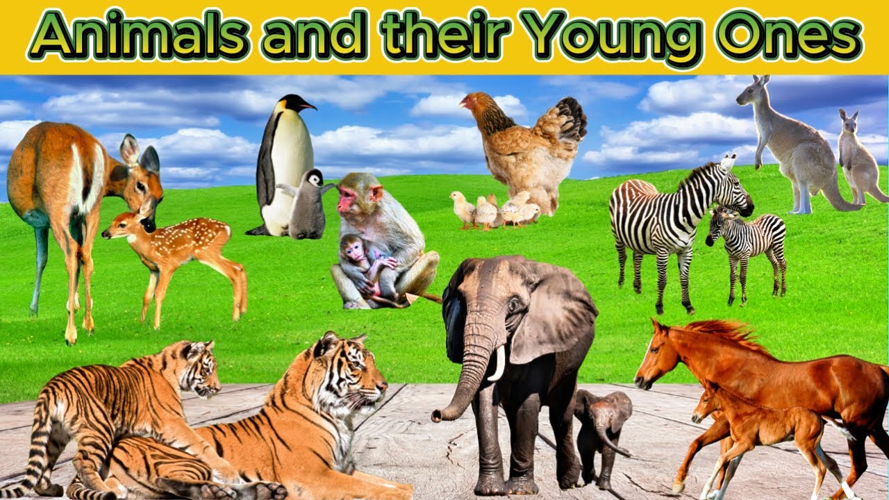 "Animals and Their Babies | Animals and Their Young Ones | Learn Baby ...